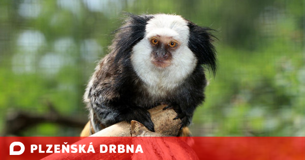 Plzeňská zoologická zahrada má nový druh drápkaté opice