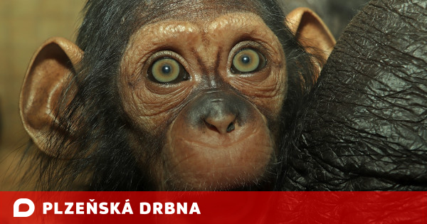 Šimpanzí celebrita Caila z Plzně se má čile k světu, dokonce už vyráží ...