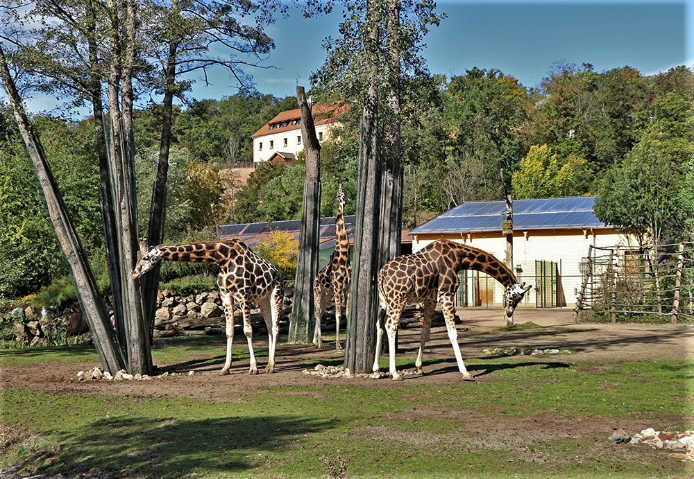 Desetileté výročí slaví v plzeňské zoo nejpopulárnější africké a ...