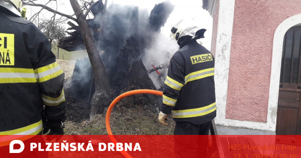 Torzo dříve památného stromu zachvátil požár, hasiči nevylučují úmyslné ...