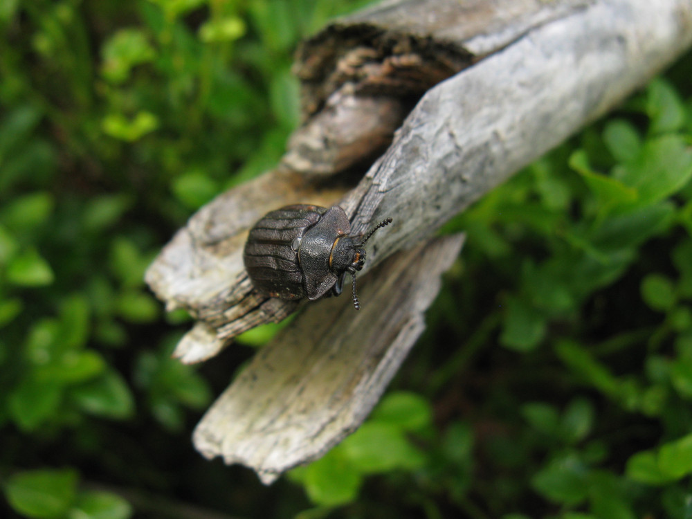 Na Šumavu se vrací Velký piškot, brouk žije hlavně v pralesích
