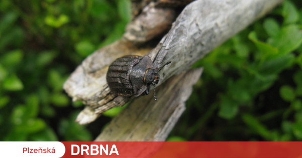 Na Šumavu se vrací Velký piškot, brouk žije hlavně v pralesích