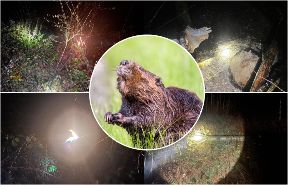 Spadlý strom zpřetrhal dráty elektrického vedení a odřízl část obce od proudu. Viníkem je bobr