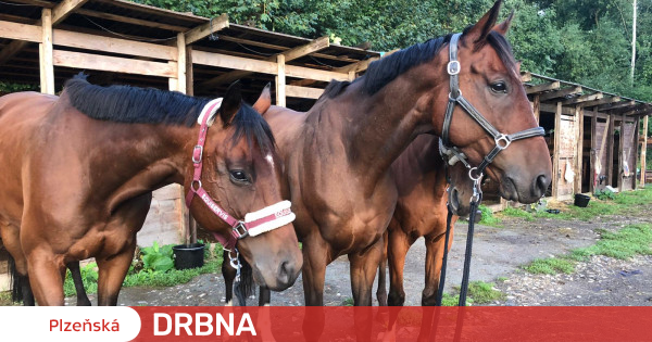 Museli jsme prodat koně, abychom přežili zimu, říká provozovatel ...