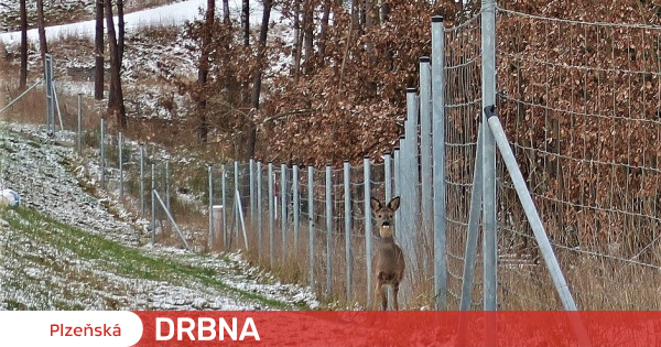 Zmatený srnec uvízl u frekventované silnice mezi ochrannými ploty. Do ...