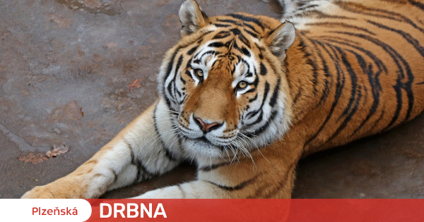 Ussurijský tygr Tiber opustil plzeňskou zoo. Odcestoval do ZOO Praha ...
