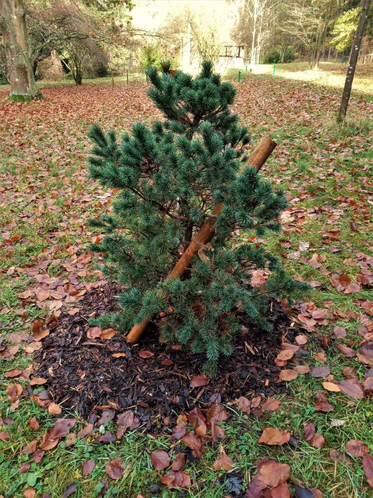 Vybrané stromy v těsné blízkosti slavné Americké zahrady se pokácí ...