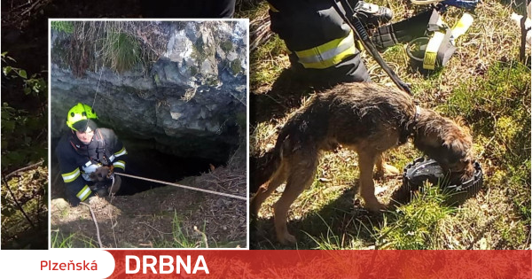 Ztracený pes skoro měsíc přežíval uvězněný ve štole, záchrana přišla ...