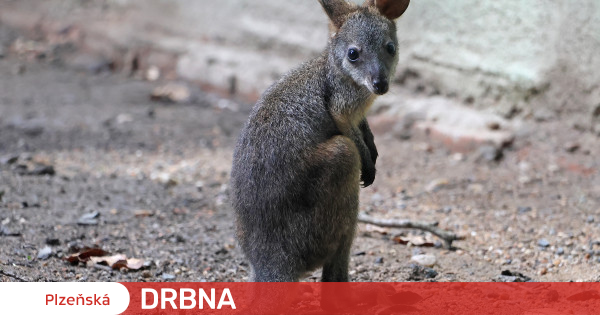 Mládě klokana bažinného vesele hopká ve výběhu plzeňské zoo