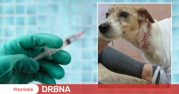 Medik si u svého psa vymýšlel choroby a pak ho bolestivými způsoby sám ...