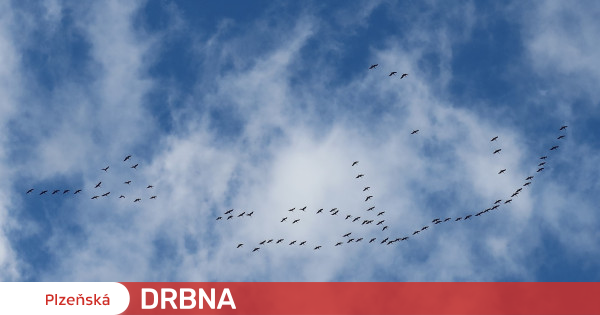 Obrovská hejna velkých jeřábů v těchto dnech létají s hlasitým ...