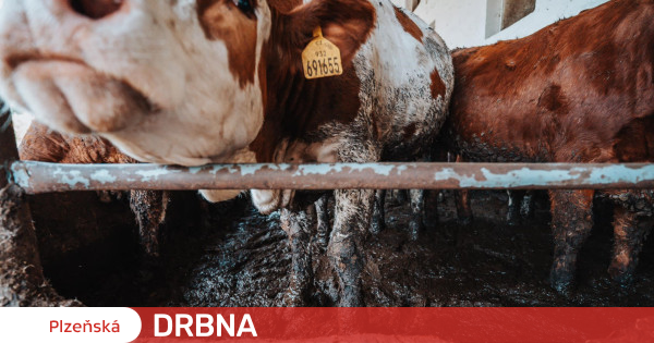 Krávy se brodí ve výkalech, hřímají aktivisté. Opakované kontroly ...