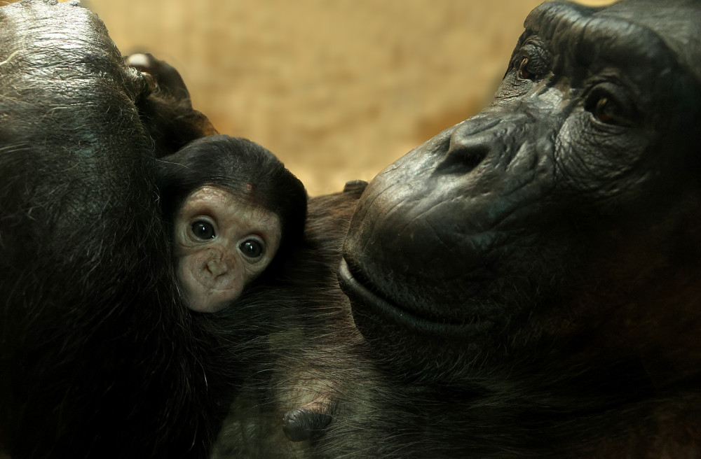 Návštěvníci plzeňské zoo už mohou obdivovat mládě šimpanze. Prosíme o ...