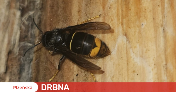 Invazní sršeň asijská je znovu v Česku, přijela v kamionu z Francie