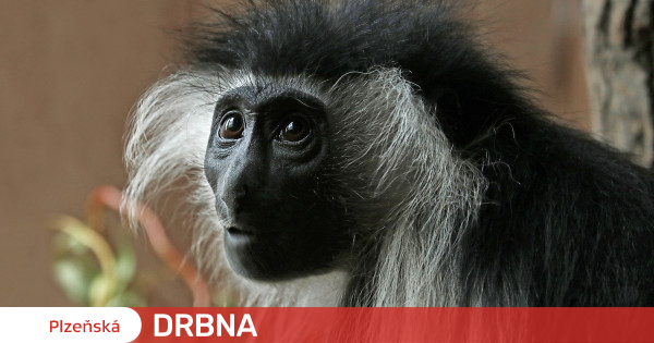 Plzeňská zoo se pyšní novým pavilonem pro guerézy angolské, tyto opice ...