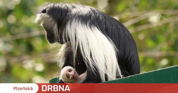 Velká radost v plzeňské zoo, narodilo se tam mládě guerézy angolské ...