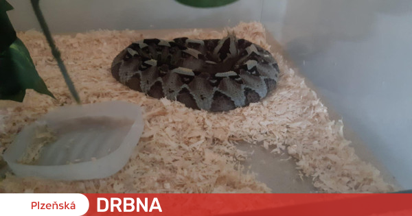 Muž jako zázrakem přežil uštknutí nelegálně chovanou zmijí nosorohou ...
