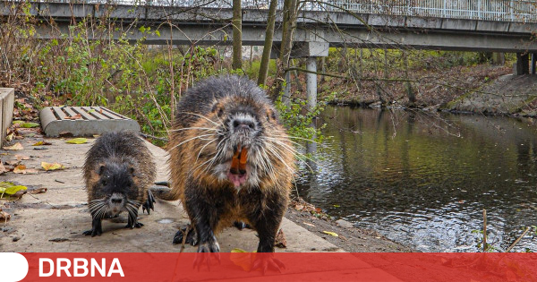 Nekrmte nutrie, apeluje město. Přemnožení hlodavci páchají velké škody ...