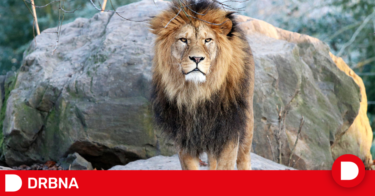 Smutek v plzeňské zoo, museli tam uspat lva berberského Matese, zplodil ...