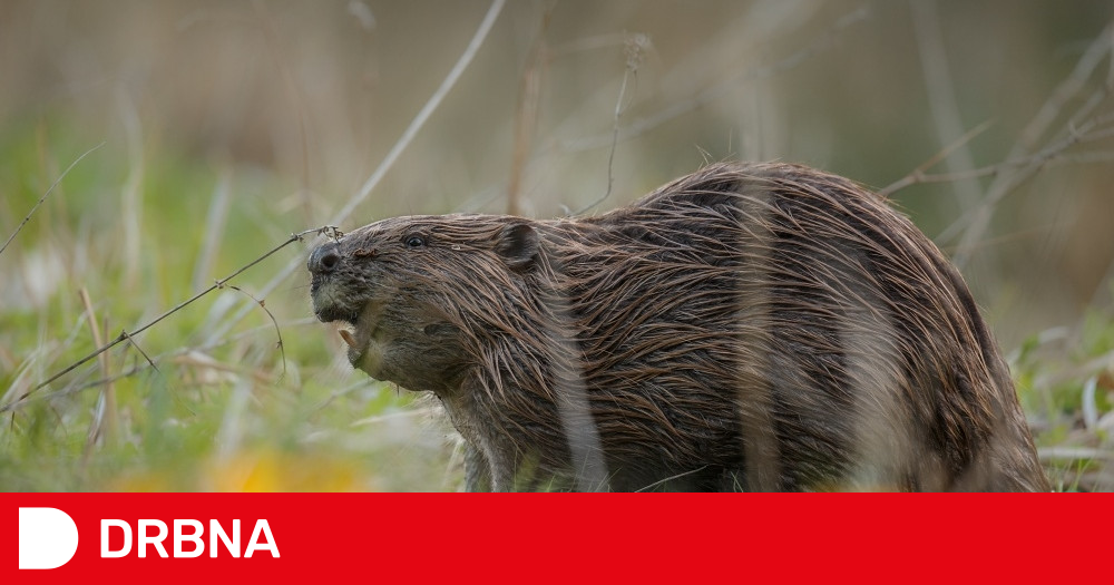 Na Šumavu se bobr vrátil před 20 lety. Zadržuje zde velké množství vody a stává se přirozenou ...