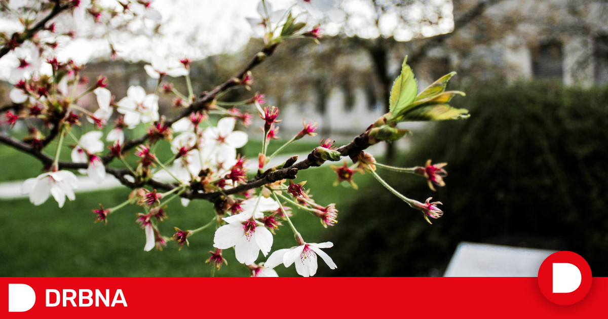 Hrušeň, višeň, ořešák. Lidé v Plzni mohou požádat o sazenice ovocných ...
