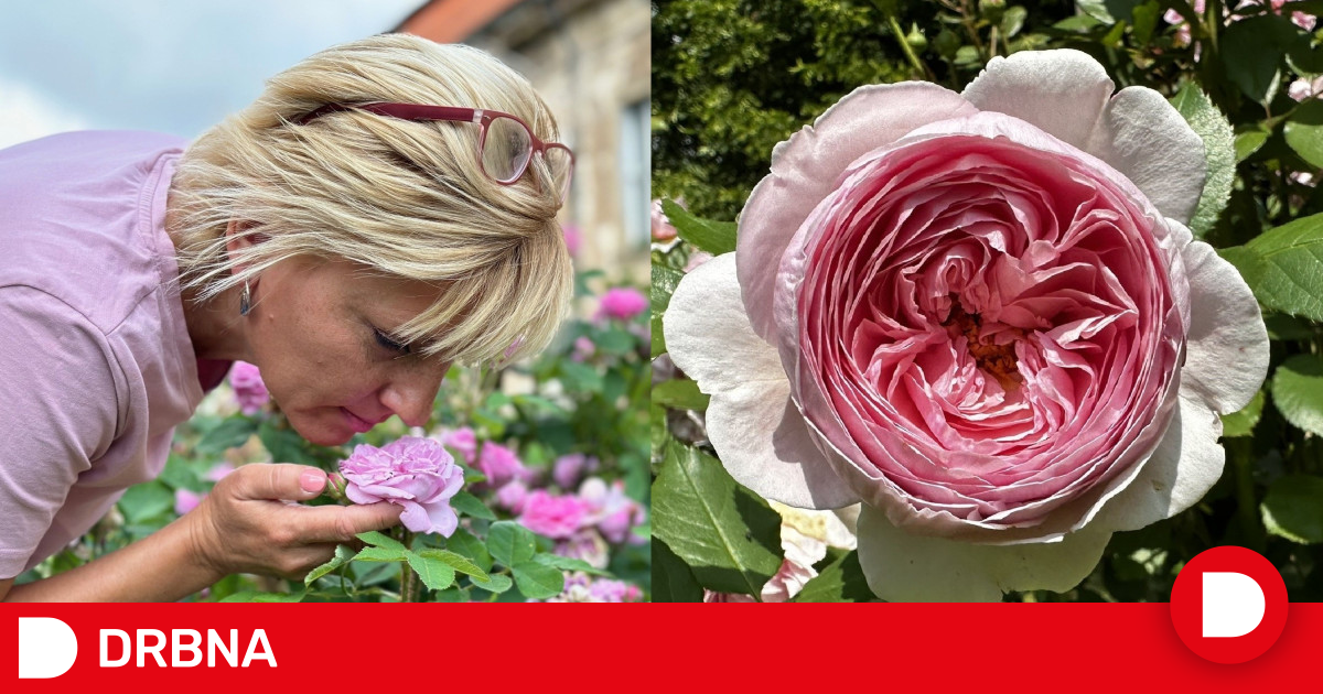 Právě rozkvétá 140 druhů omamně vonících růží v zahradě zámku Nebílovy ...