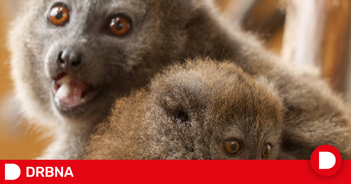Zoo Plzeň je největším chovatelem ohrožených lemurů na světě, teď má ...