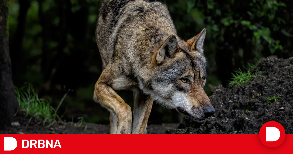 Testy DNA potvrdily původ uhynulé vlčice na Šumavě, byla z výběhu v Srní