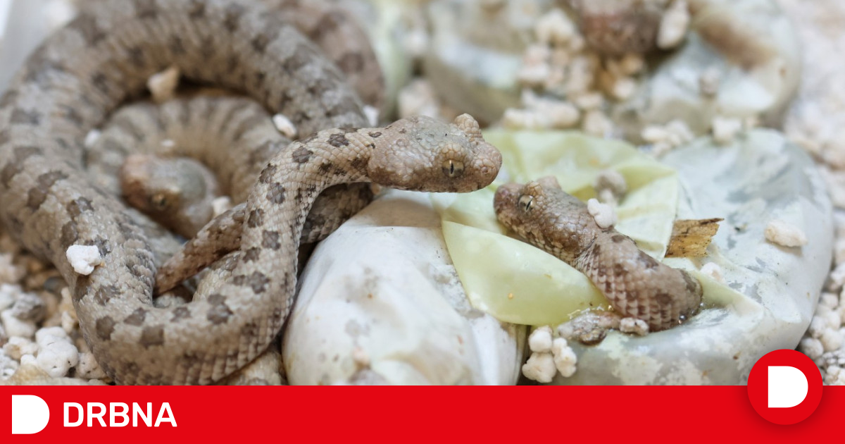 Světový úspěch plzeňské zoo, vůbec poprvé odchovává zmiji s pavoukem na ...