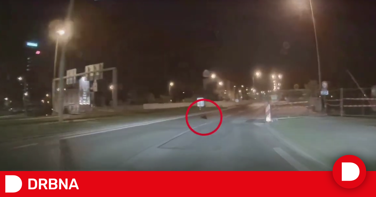 Plzeňští bobři si nedají pokoj, další pochodoval přímo před policejním ...