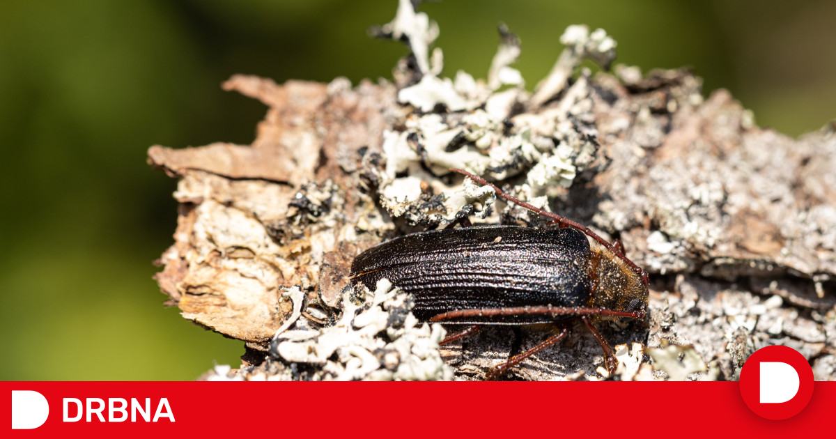 Entomologický Modrý Mauricius na Šumavě, vzácný brouk si hoví v ...