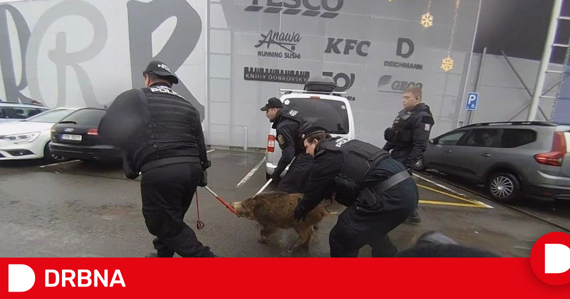 Divoké prase pobíhalo po nákupním centru mezi zákazníky a způsobilo ...