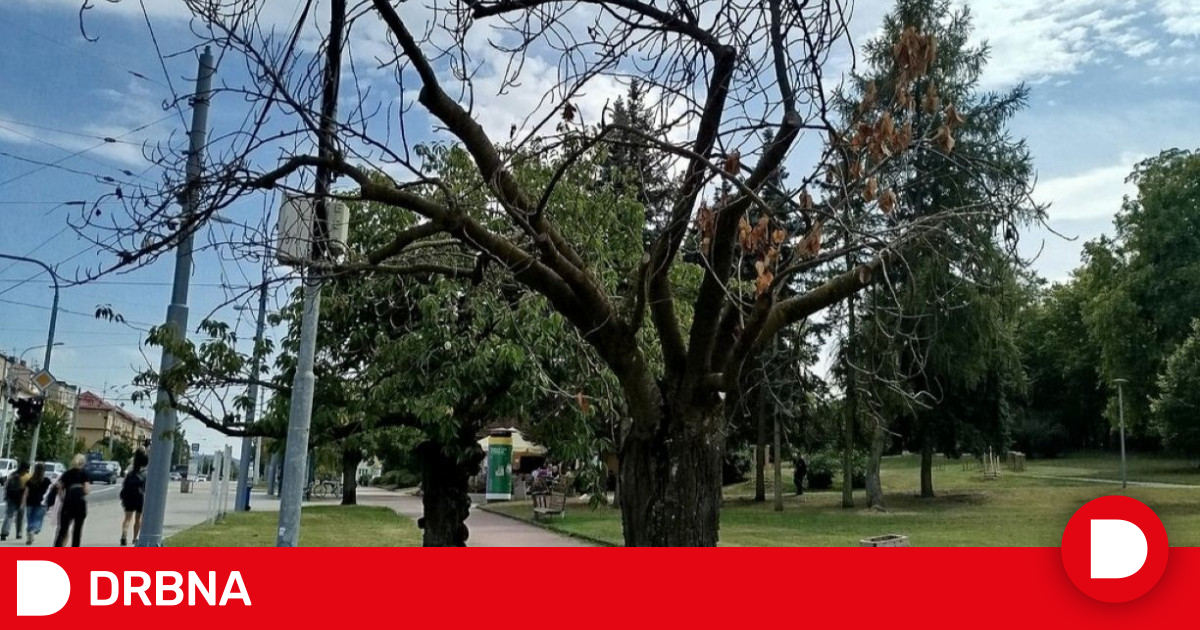 Suché i poškozené stromy a dřeviny pokácí odborníci v městských parcích ...