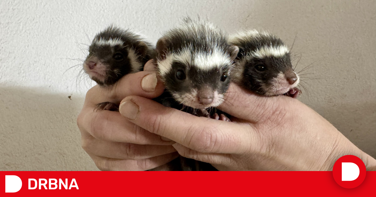 Rozkošná trojčata zoril malých uvidí lidé pouze v Plzni, jde navíc o ...