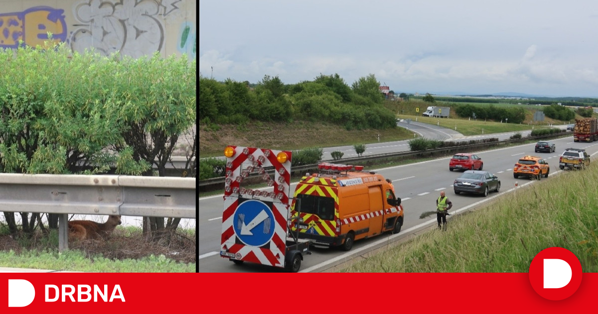 Dramatická záchranná akce na dálnici D5. Zraněného daňka lovili mezi ...